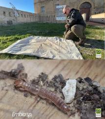 “Embia ilvana” – Il nome lo hanno scelto i cittadini ed ora è ...